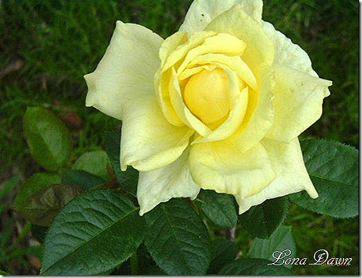 A Hocking Hill's Garden: The Color Meanings of Roses